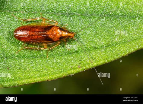 Cockroach In Montane Rainforest In The Cordillera Del Condor The Ecuadorian Amazon An Area Of
