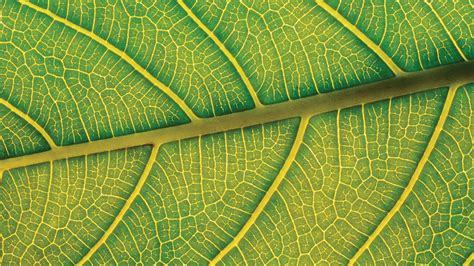 Collenchyma Description Function And Examples Britannica