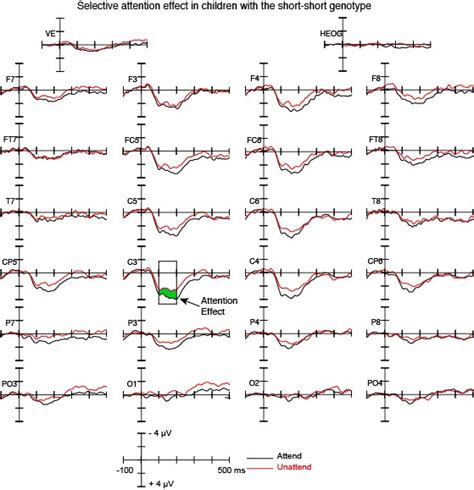 Grand Average Erp Waveforms Showing Erps Elicited By The Attended And