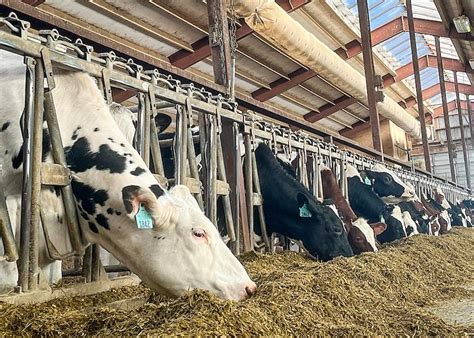 Replacement Heifer Prices Stronger Heading Into Years End Dairy Herd