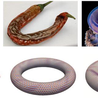 PDF Curvature Regulated Multiphase Patterns In Tori