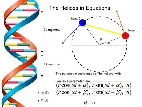 The Dna Double Helix