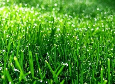 45mm Artificial Grass Unit Size Width 2mtr At Rs 40sq Ft In Pali