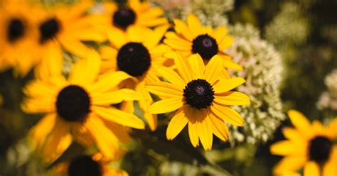 Black Eyed Susans Growing And Care Guide The Garden Magazine