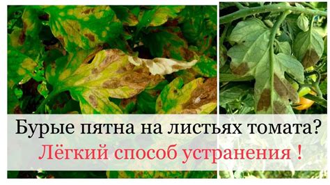 Бурые пятна на листьях томатов Лёгкий способ устранения Youtube