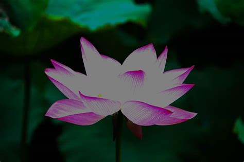 【opencv】画像の二極化[python] 3pysci