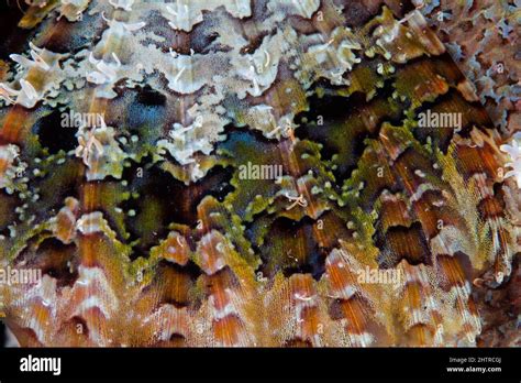 Detail Of The Camouflaged Pectoral Fin Of A Scorpionfish On A Coral