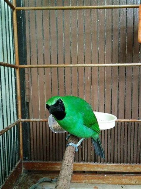 Mengenal Jenis Burung Cucak Ijo Terancam Punah Dan Dilindungi Agrozine