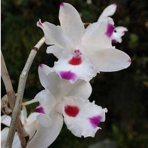 Jual Dendrobium Annae The Lost Orchid Shopee Indonesia