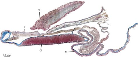 Histological Section Of The Gular Region Of A Male Hyperolius