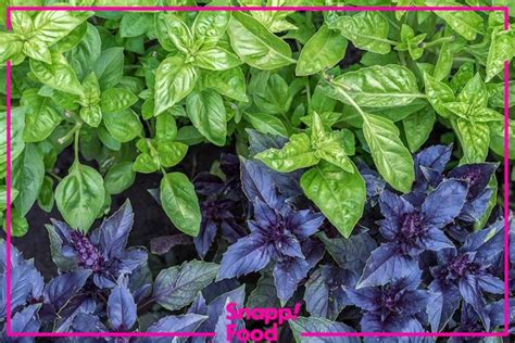 خواص ریحان؛ از محبوب‌ترین سبزیجات دنیا بلاگ اسنپ فود