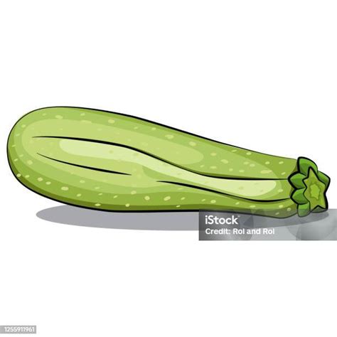 호박 또는 쿠르제트 벡터는 흰색 배경에 격리 야채 손 그린 만화 일러스트 건강하고 비건 음식을 섭취하십시오 건강한 생활방식에 대한 스톡 벡터 아트 및 기타 이미지 Istock