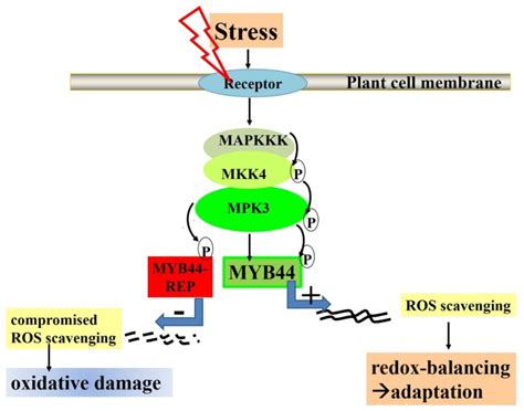 Dominant Repression By Arabidopsis Transcription Factor Myb44 Causes