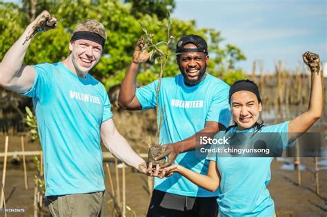 나무 묘목을 가진 행복한 자원 봉사자 그룹 환경 보호 및 생태학을 위해 맹그로브 숲에 나무를 심는 자원 봉사 도우미 지구 온난화 감소 자선 활동 3 명에 대한 스톡 사진 및