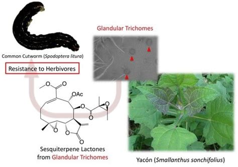 Plants Special Issue Plant Allelopathy And Allelochemicals