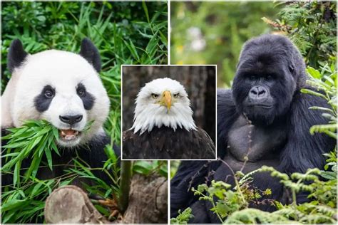 15 Examples Of Flagship Species With Pictures Wildlife Informer