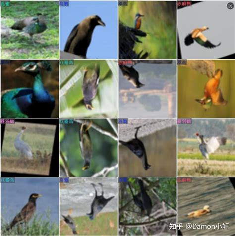 基于yolov8的鸟类智能识别系统设计与实现 知乎
