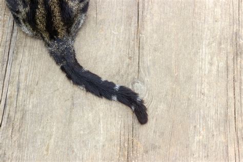 How To Read Your Cats Tail Language Dutch