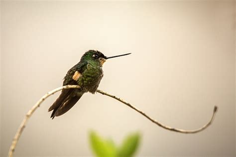 버프 날개의 별은 나뭇가지에 앉아 산에서 벌 새 콜롬비아 네바도 델 루이즈 버드 퍼 칭 작은 아름 다운 새 정원에서 휴식 맑은