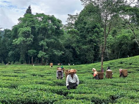 Steeping In Struggle The Plight Of Tea Plantation Workers In