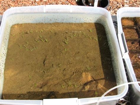 Frc And Chico State Complete Year 1 Of Z Grass Propagation Research Fall River Conservancy