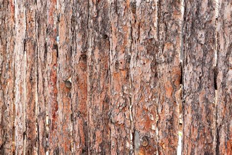 Tree Bark Texture Wallpaper Stock Image Image Of Protection Bark