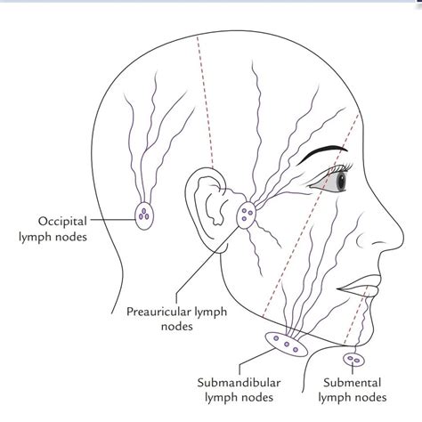 Lymphatic Drainage Of The Scalp And Informative Biology Facebook