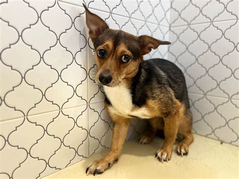 믹스견 진주 닥스훈트무료입양사이트 도베르만무료입양사이트 말티치무료입양사이트 말티폼무료입양사이트 보더콜리무료입양사이트 프렌치불독무료입양사이트 빠삐용무료입양사이트 파피용무료입양