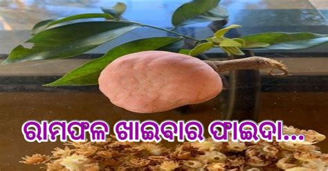 ରାମଫଳ ଖାଇବା ଦ୍ଵାରା ଆମ ଶରୀରକୁ ମିଳିଥାଏ ଏହିସବୁ ଫାଇଦା ବୟସ୍କ ବ୍ରଣ ରୋଗୀଙ୍କ