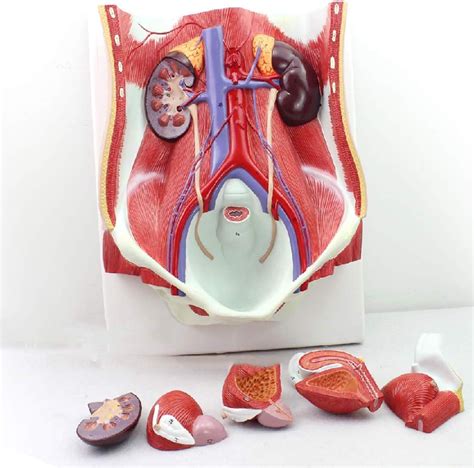 HEYBEC Anatomy Model Ihmisen Virtsaelimistö Finland Ubuy