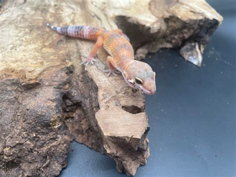Hypo Tangerine Baldy Carrot Tail Leopard Gecko By The Triple P Premium