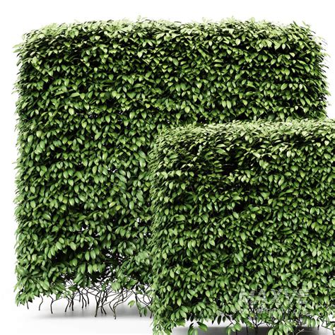 Dwarf Yaupon Holly Box Plant 3d Model Download Maxve