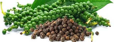 ගම්මිරිස් වතු හිමියන් සහ තොග අලෙවි කරුවන්