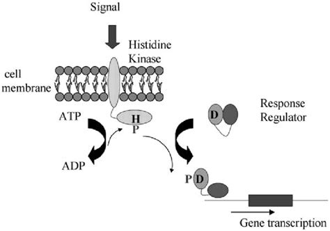Scheme To Show The Mechanism Of Action Of A Two Component Signal Download Scientific Diagram