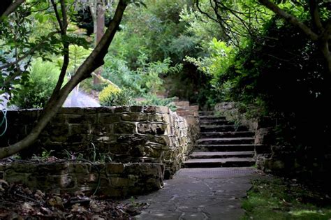 Premium Photo Stack Of Trees