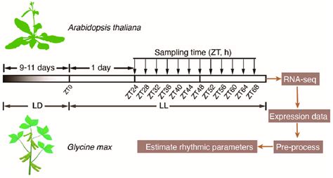 Sampling Scheme Of The Two Circadian Time Course Rna Seq Experiments