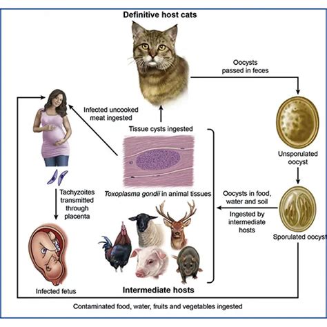 Toxoplasmosis Test Price In Delhi Cost Near Me India Ganesh