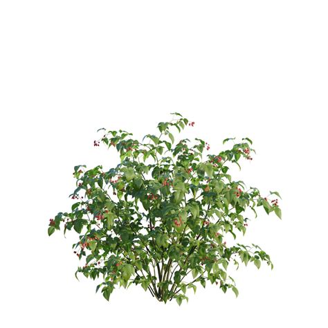 Bush Raspberry Shrub With Support 5 Red Fruit Berries Plants