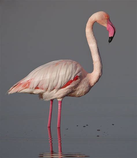 Flamingo comum Wikipédia a enciclopédia livre Flamingo Greater