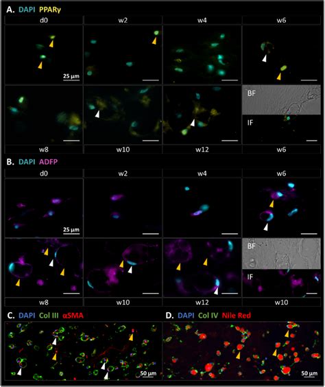 Marker Analysis Of Differentiating Adipocytes In Collagen Based Adipose