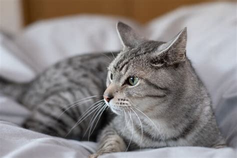 サバトラ Images Browse 5 214 Stock Photos Vectors and Video Adobe Stock