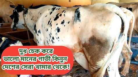 দুধ চেক করে ভালো মানের গাভী কিনুন দেশের সেরা খামার থেকে। Youtube