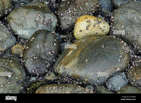 Northern Striped Dogwinkle Nucella Ostrina Clinging To Rocks In The