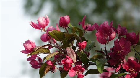 분홍 봄 같은 꽃 Pixabay의 무료 사진 Pixabay