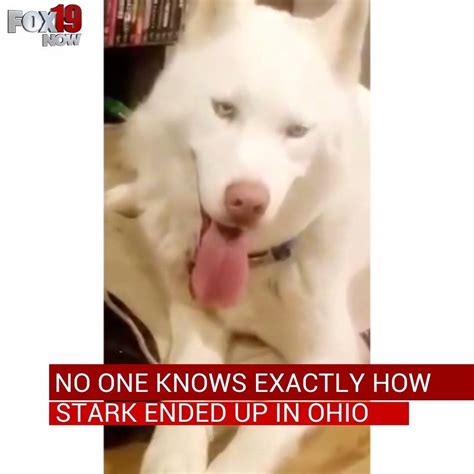 Miracle Dog Found After Disappearing Months Ago Miracle Dog Stark