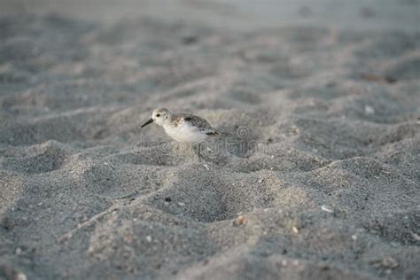 Cute Small Sanderling Bird Perched On The Sand Stock Image Image Of