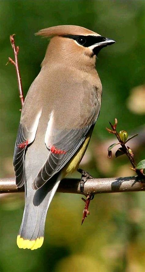 Cedar Waxwing Bird House Plans