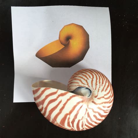 Nautilus Fibonacci In Nature Fibonacci Nautilus Shell Symmetry Cross