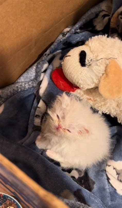 Tired Kitty 😱 Funny Looking Cats Pretty Cats Cute Cats
