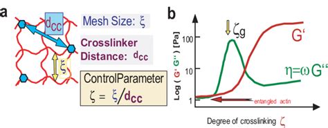 A The State Of Crosslinked Actin Networks Is Controlled By Two Length Download Scientific